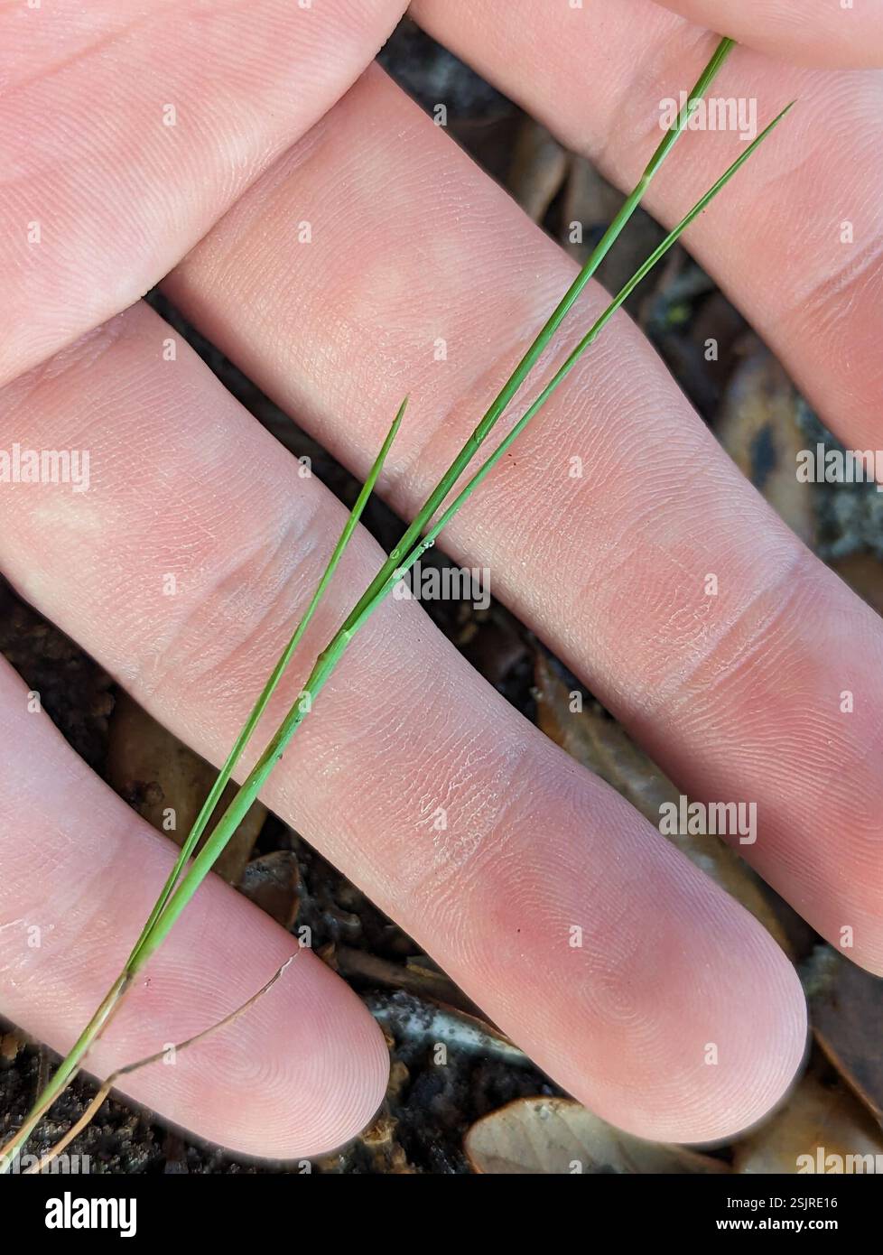 (Pooideae), Plantae, Brooksville, FL 34614, USA Stock Photo - Alamy