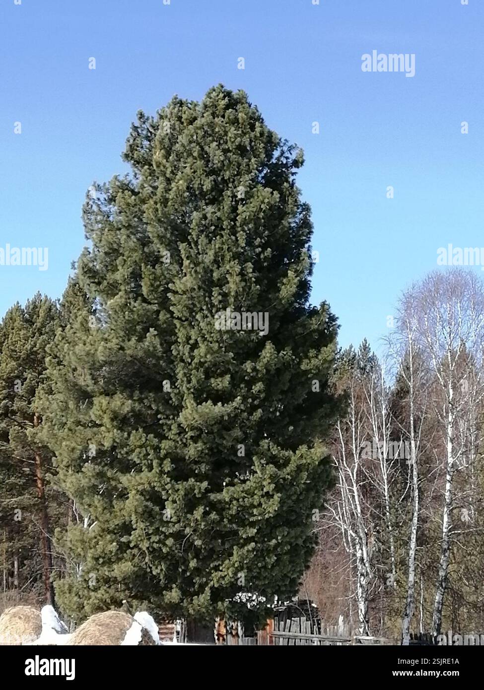 Siberian pine (Pinus sibirica), Plantae, Октябрьский, Иркутская обл ...
