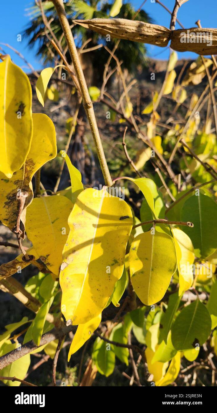 Rubber Vine (Cryptostegia grandiflora), Plantae, Comondú, MX-BS, MX ...