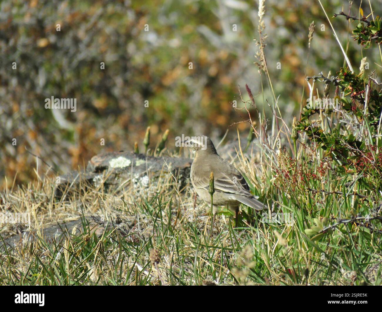 Buff-winged Cinclodes (Cinclodes fuscus), Aves, Ushuaia, Tierra del ...