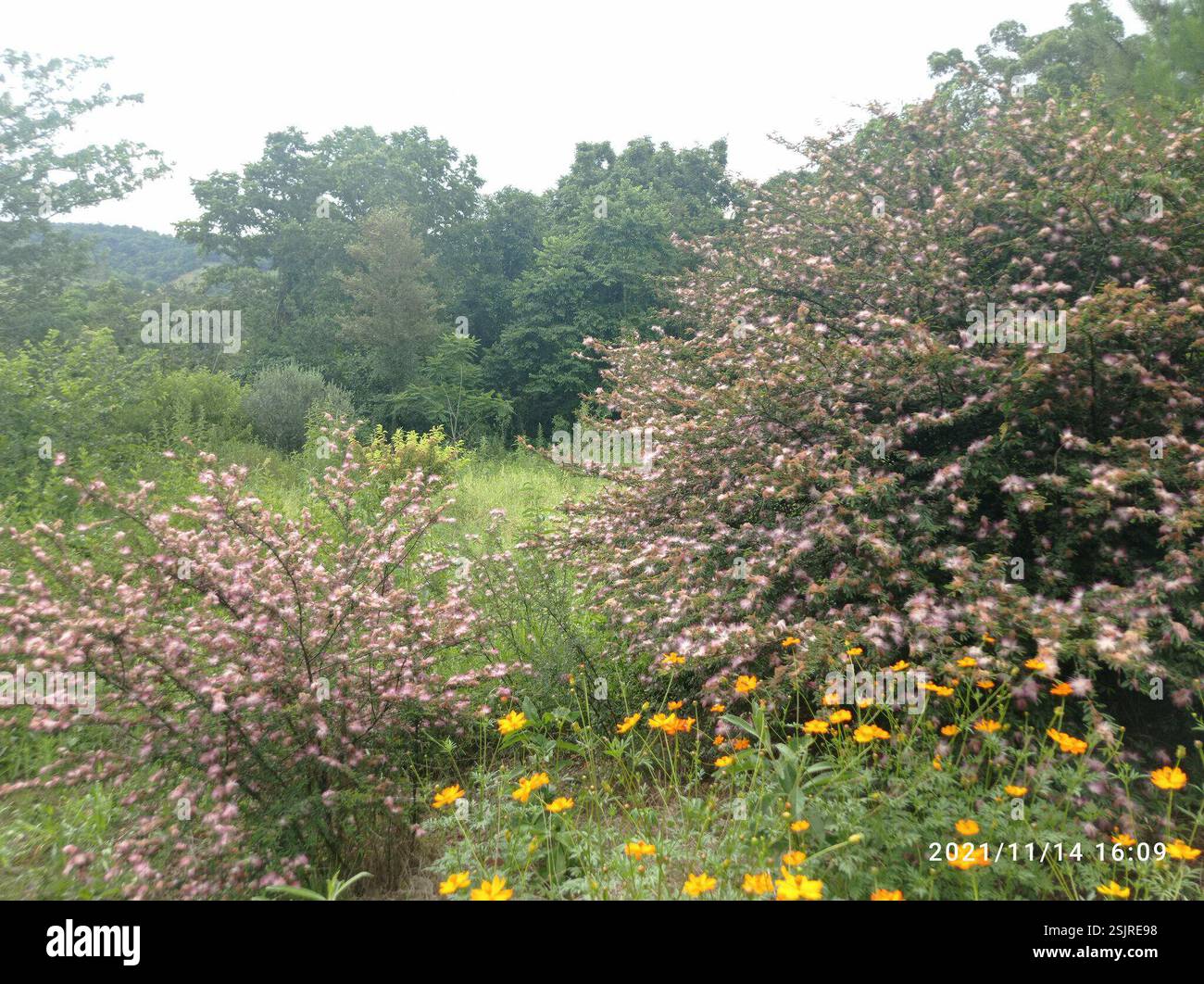 Pink Powderpuff (Calliandra selloi), Plantae, Mondaí - State of Santa ...