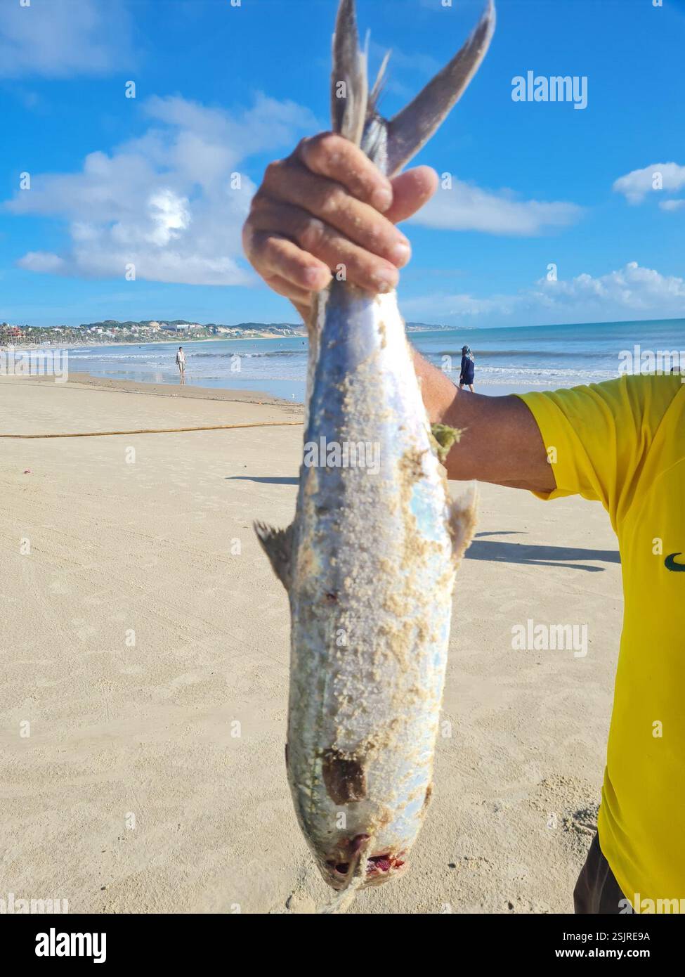 Serra Spanish Mackerel (Scomberomorus brasiliensis), Actinopterygii ...