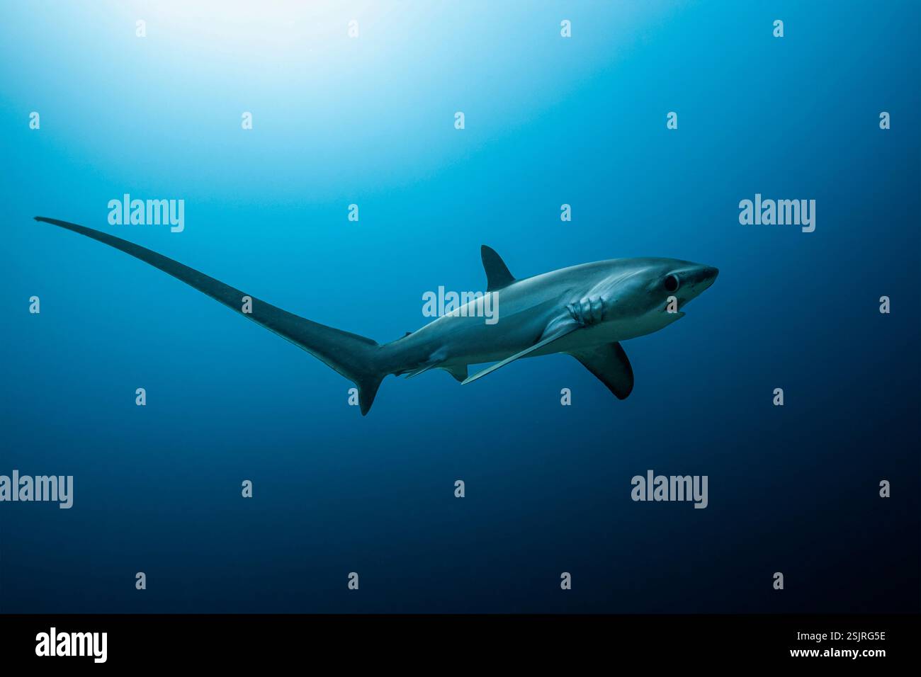 Pelagic Thresher Shark, Alopias pelagicus, Malalpascua Island, Cebu ...