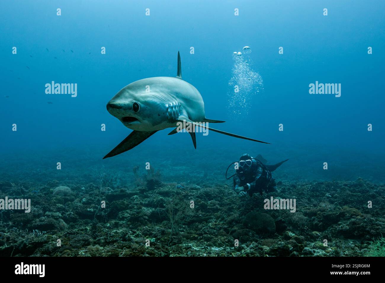 Pelagic Thresher Shark, Alopias pelagicus, Malalpascua Island, Cebu ...