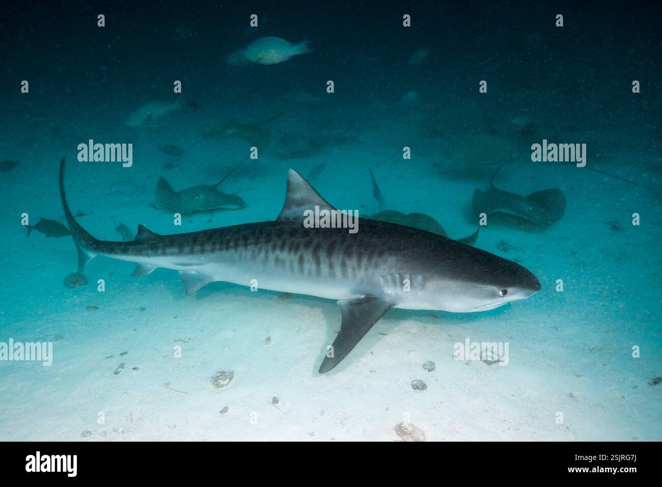 Tiger Shark, Galeocerdo cuvier, North Male Atoll, Maldives Stock Photo ...