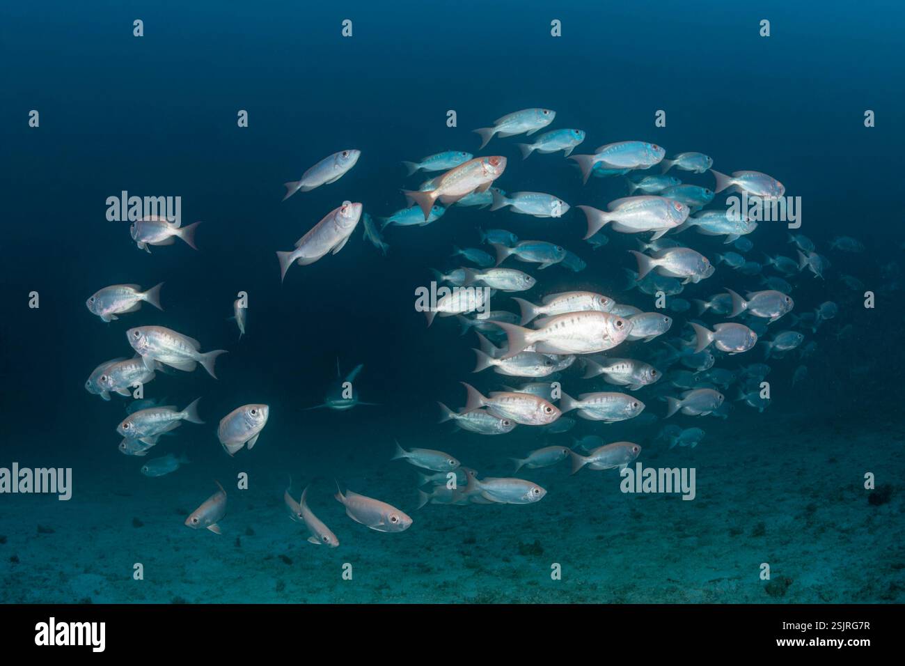 Shoal of Crescent-tail Bigeye, Priacanthus hamrur, Ari Atoll, Indian ...