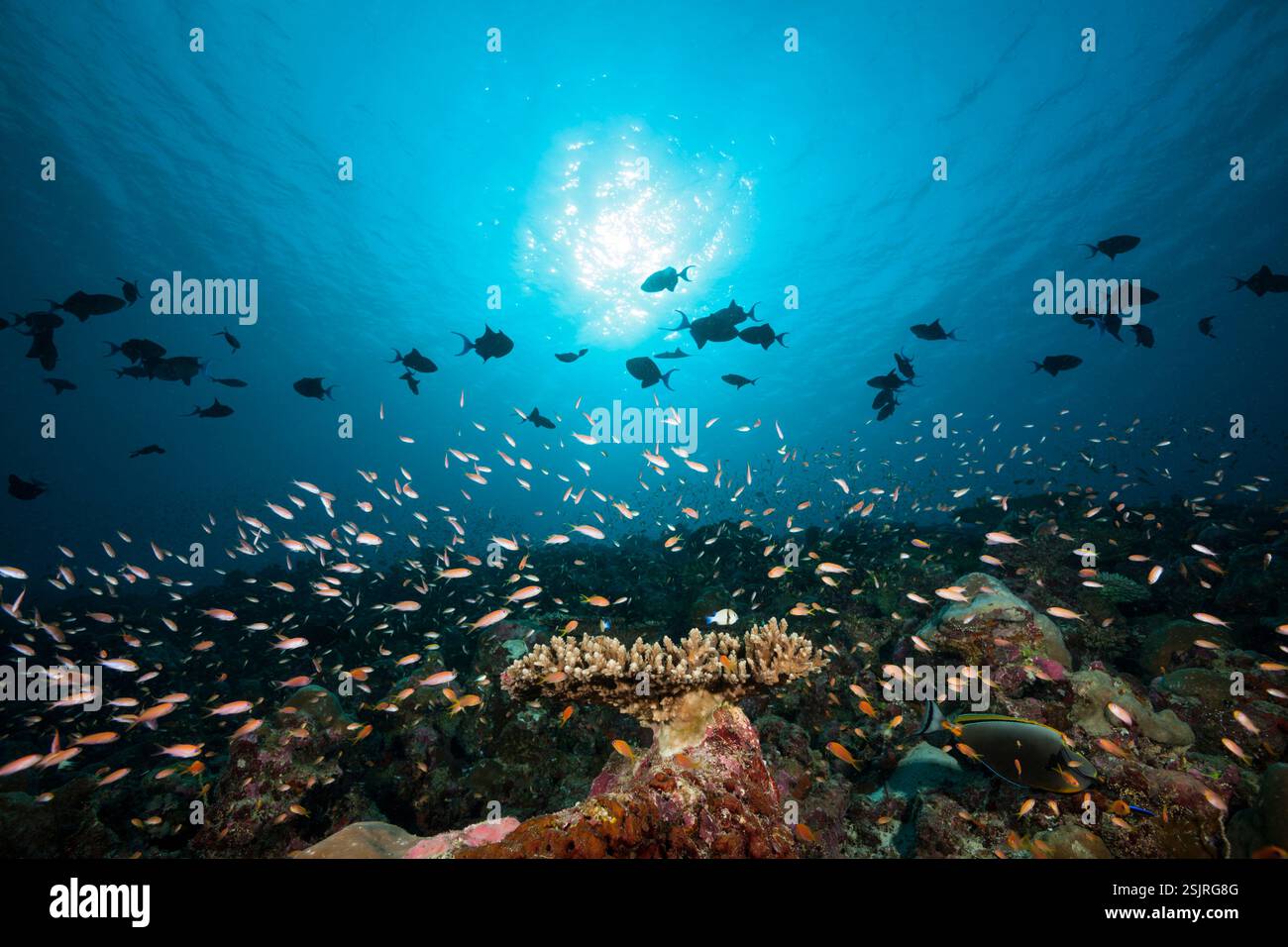Redtooth Triggerfishes and Coral reef, Odonus niger, Ari Atoll, Indian ...