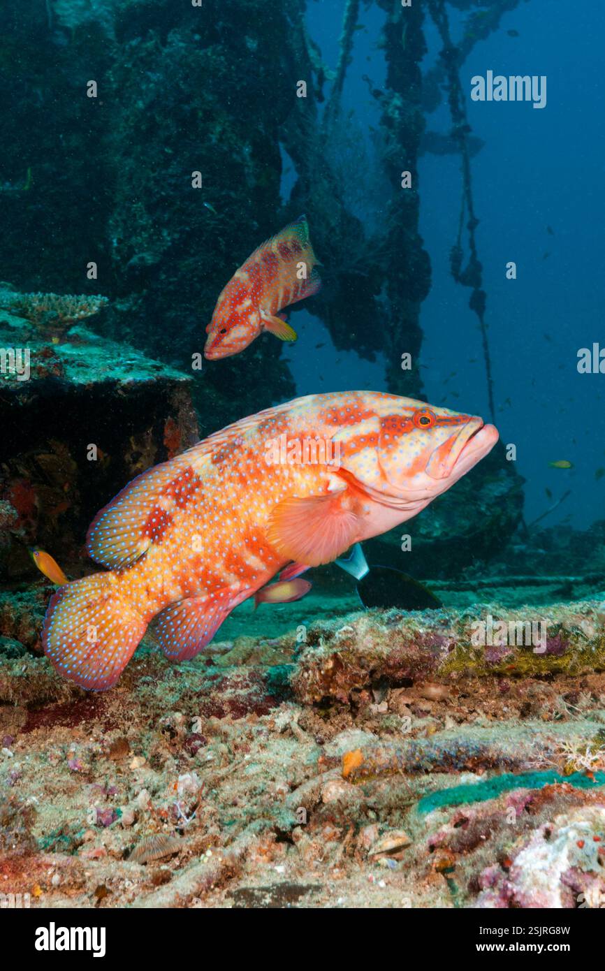Coral Grouper, Cephalopholis miniata, North Male Atoll, Indian Ocean ...