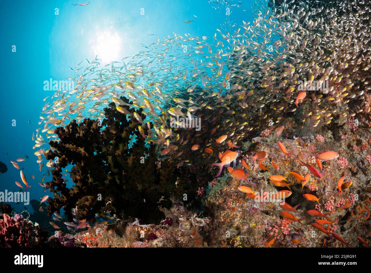 Colored Coral Reef, North Male Atoll, Indian Ocean, Maldives Stock ...