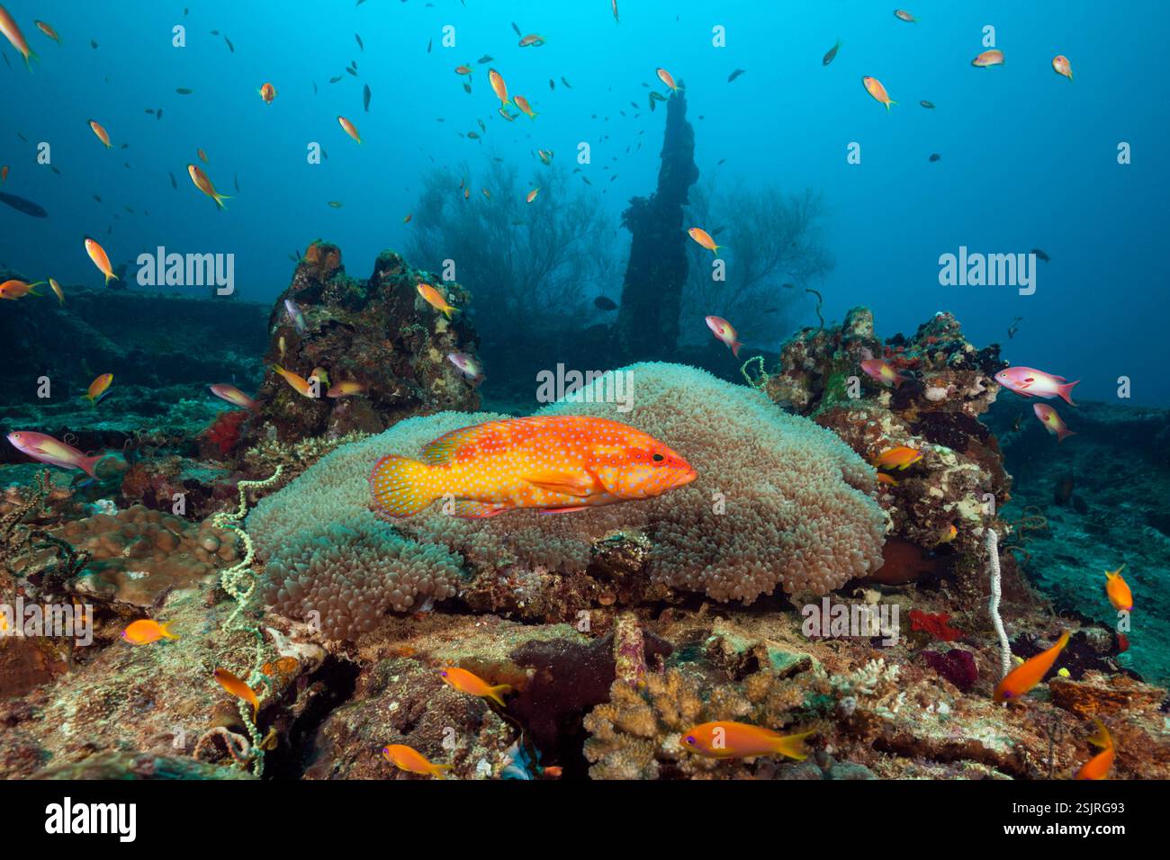Coral Grouper, Cephalopholis miniata, North Male Atoll, Indian Ocean ...