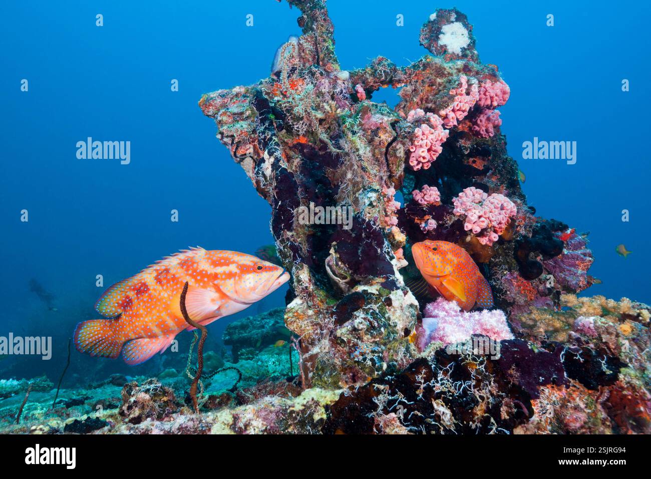 Coral Grouper, Cephalopholis miniata, North Male Atoll, Indian Ocean ...
