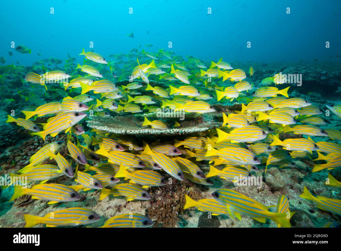 Shoal of Bluestripe Snapper, Lutjanus kasmira, Felidhu Atoll, Indian ...