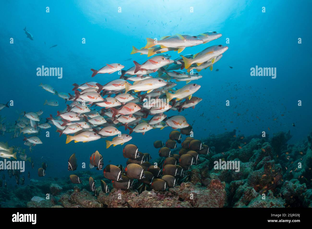 Shoal of Humpback Snapper, Lutjanus gibbus, Ari Atoll, Indian Ocean ...