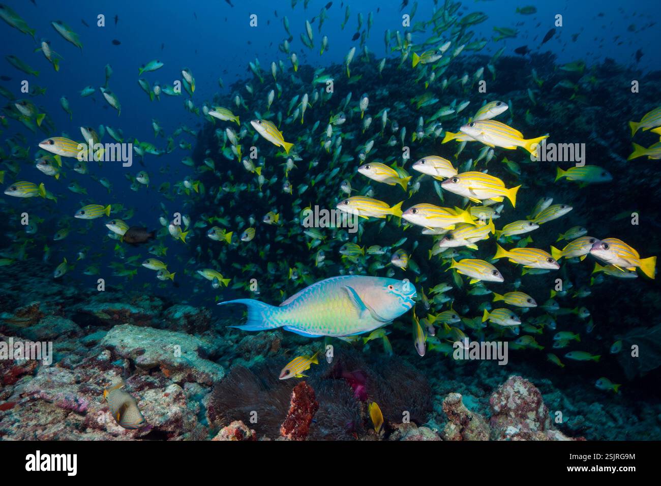 Shoal of Bluestripe Snapper, Lutjanus kasmira, Felidhu Atoll, Indian ...