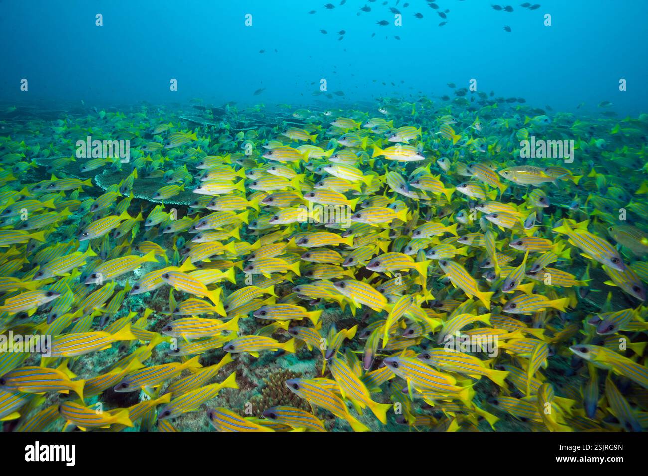 Shoal of Bluestripe Snapper, Lutjanus kasmira, Felidhu Atoll, Indian ...