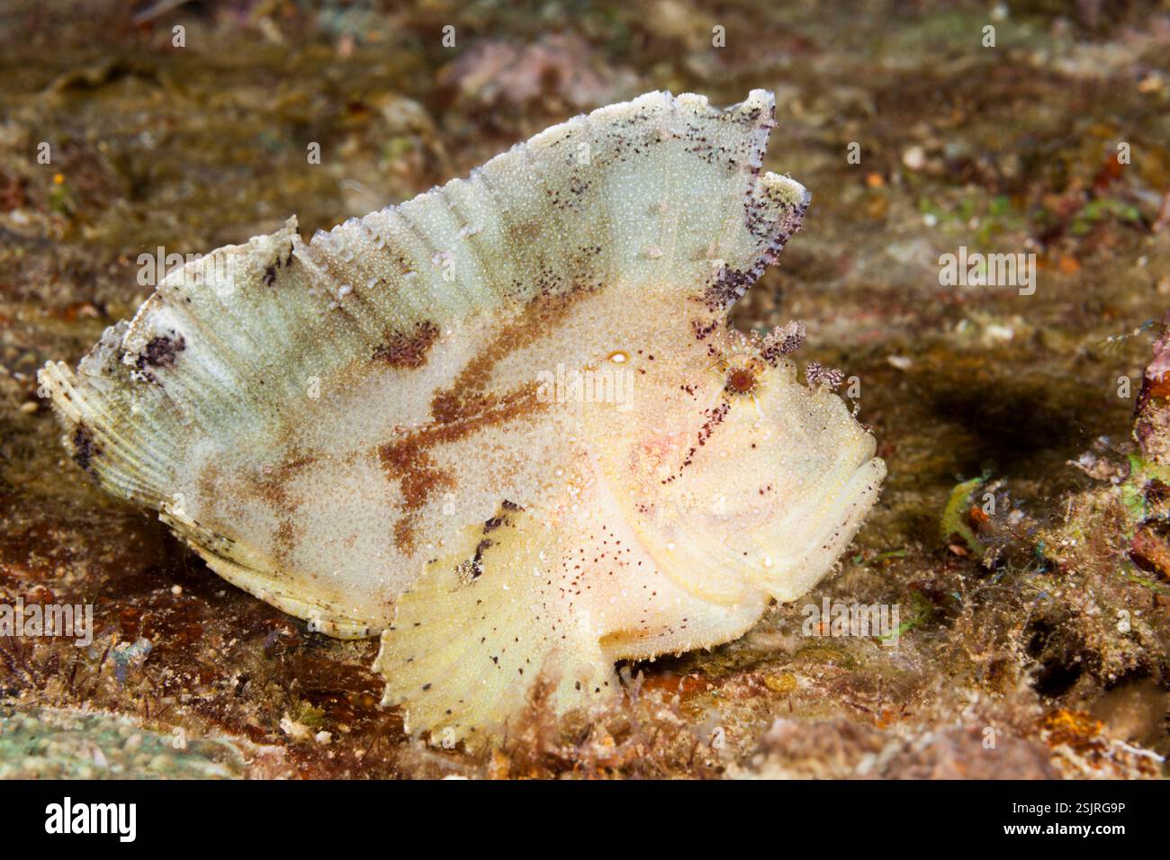 Yellow Leaf Fish, Taenionotus triacanthus, North Male Atoll, Indian ...