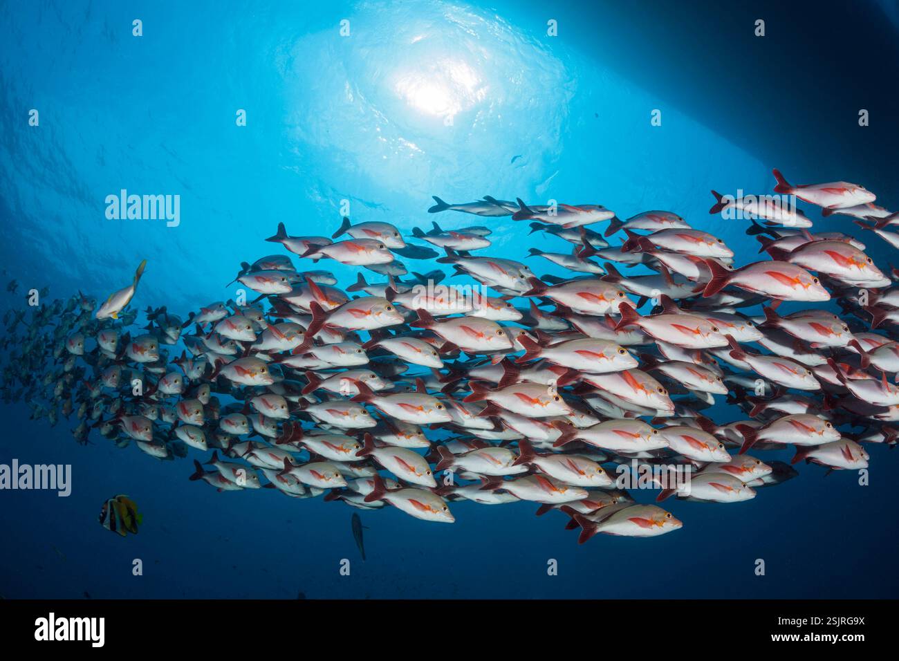 Shoal of Humpback Snapper, Lutjanus gibbus, Ari Atoll, Indian Ocean ...