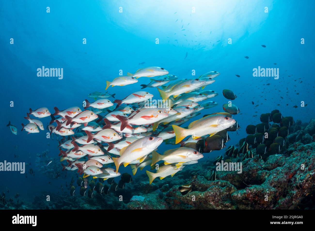 Shoal of Humpback Snapper, Lutjanus gibbus, Ari Atoll, Indian Ocean ...