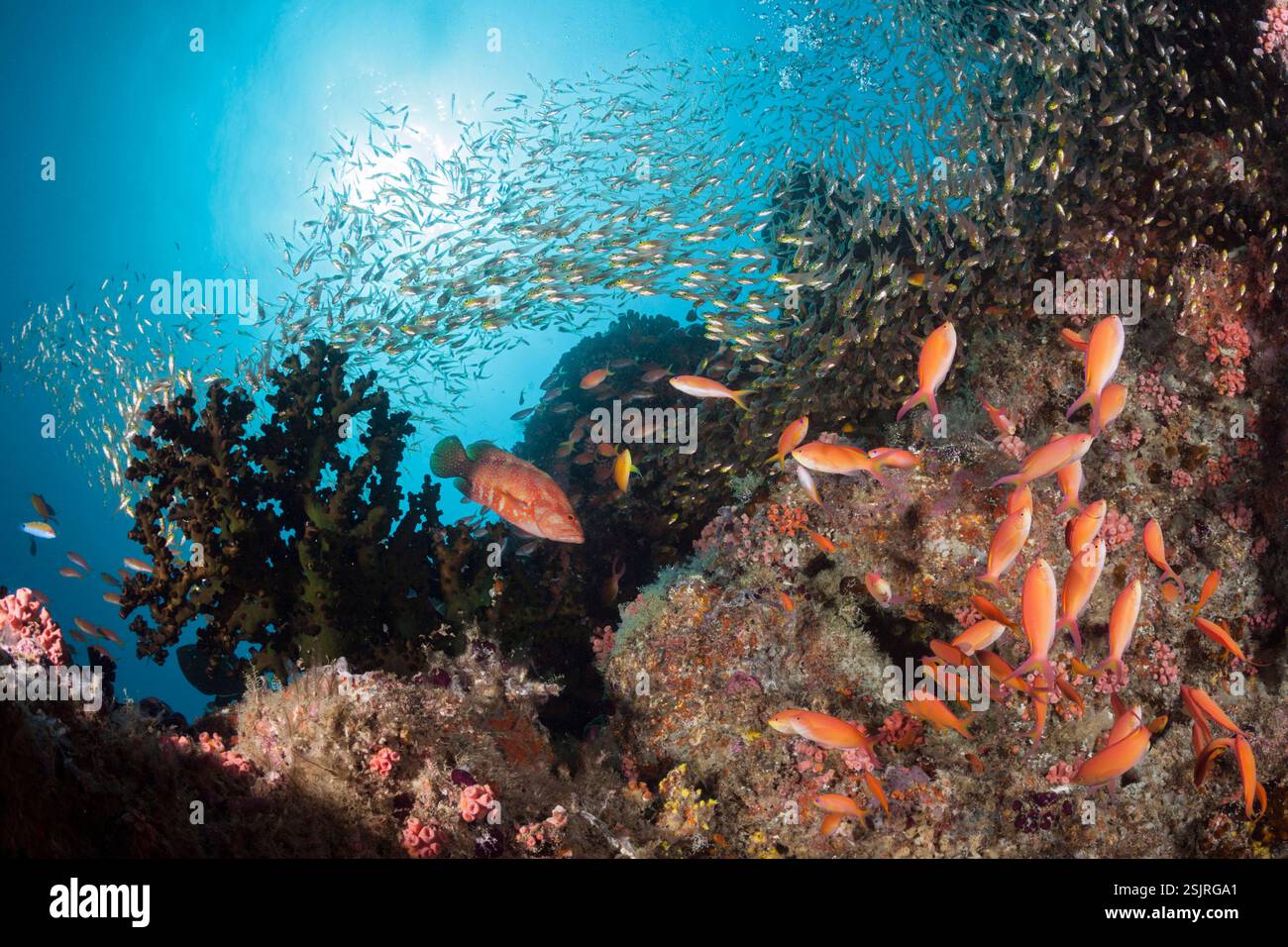 Colored Coral Reef, North Male Atoll, Indian Ocean, Maldives Stock ...