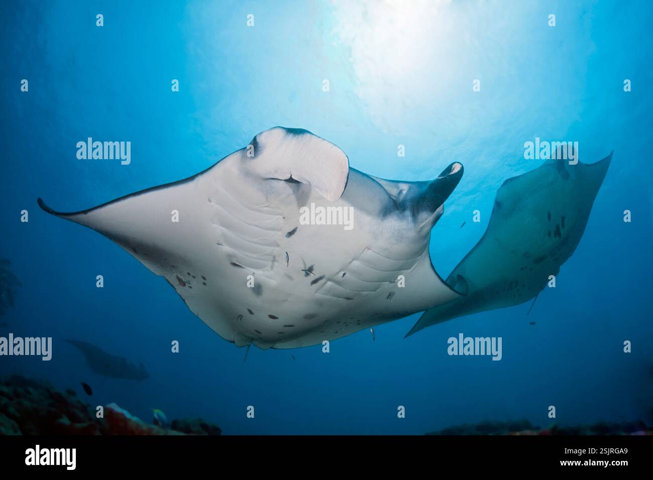 Reef Manta Ray, Manta alfredi, North Ari Atoll, Indian Ocean, Maldives ...