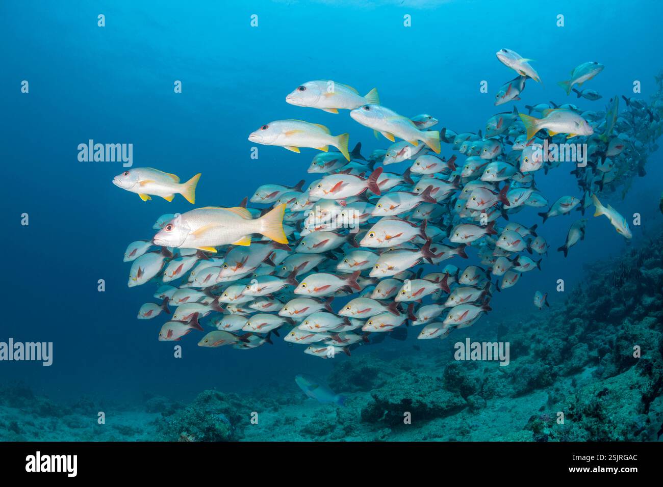 Shoal of Humpback Snapper, Lutjanus gibbus, Ari Atoll, Indian Ocean ...