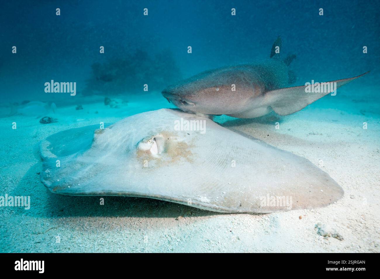 Pink Whipray and Nurse shark, Pateobatis fai, Nebrius ferrugineus ...