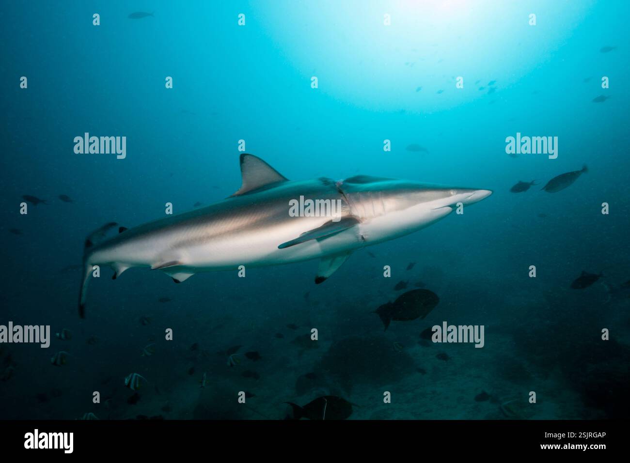 Injured Blacktip Shark, Carcharhinus Limbatus, North Male Atoll ...