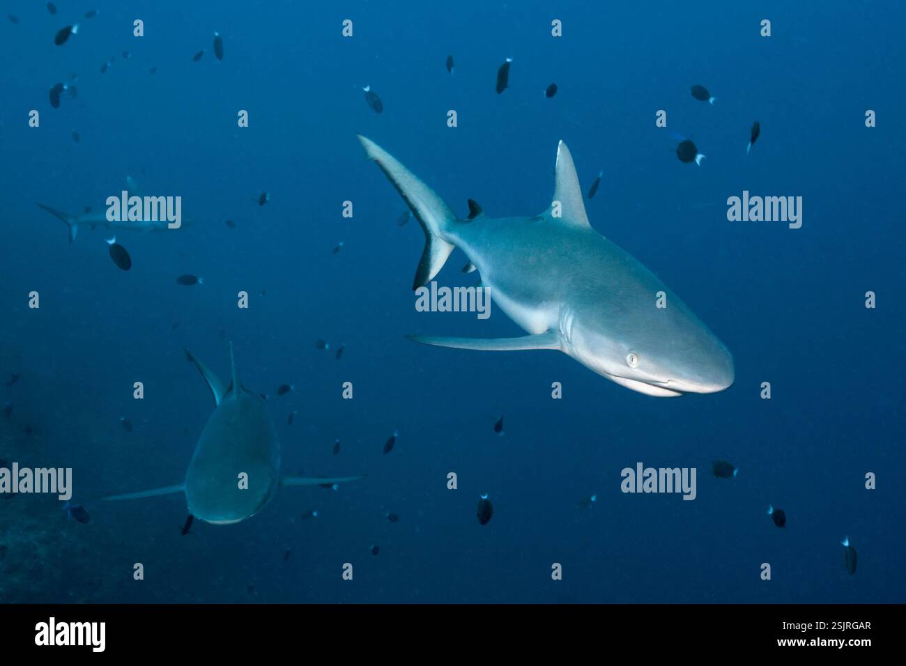 Grey Reef Shark, Carcharhinus amblyrhynchos, Felidhu Atoll, Indian ...
