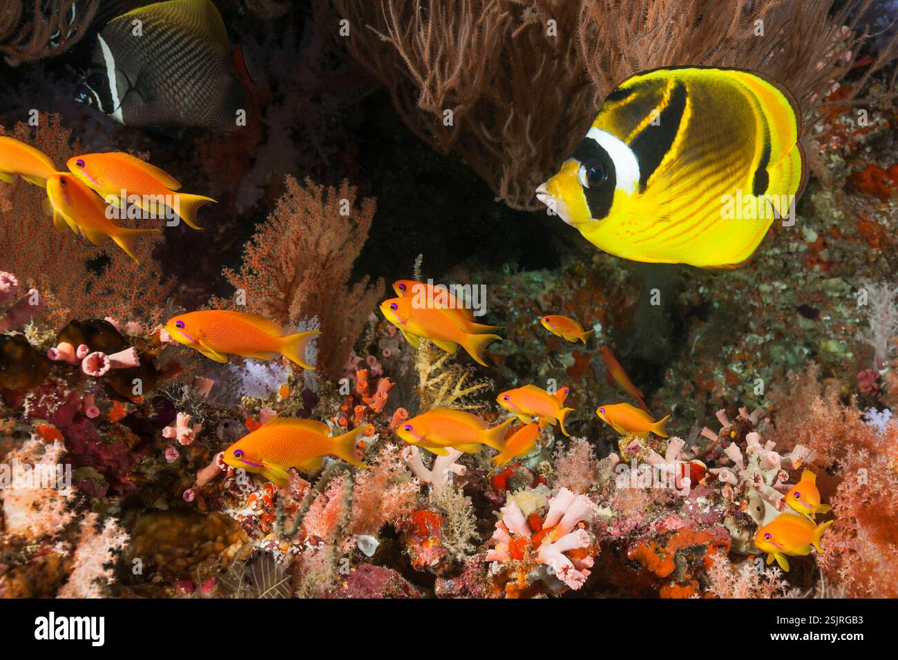 Colored Coral Reef, North Male Atoll, Indian Ocean, Maldives Stock ...