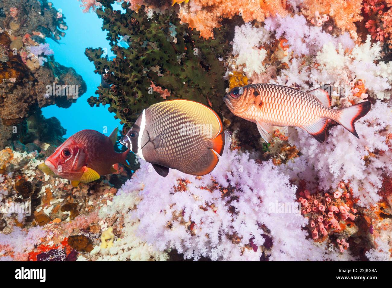 Colored Coral Reef, North Male Atoll, Indian Ocean, Maldives Stock ...