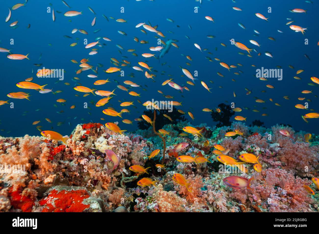 Colored Coral Reef, North Male Atoll, Indian Ocean, Maldives Stock ...