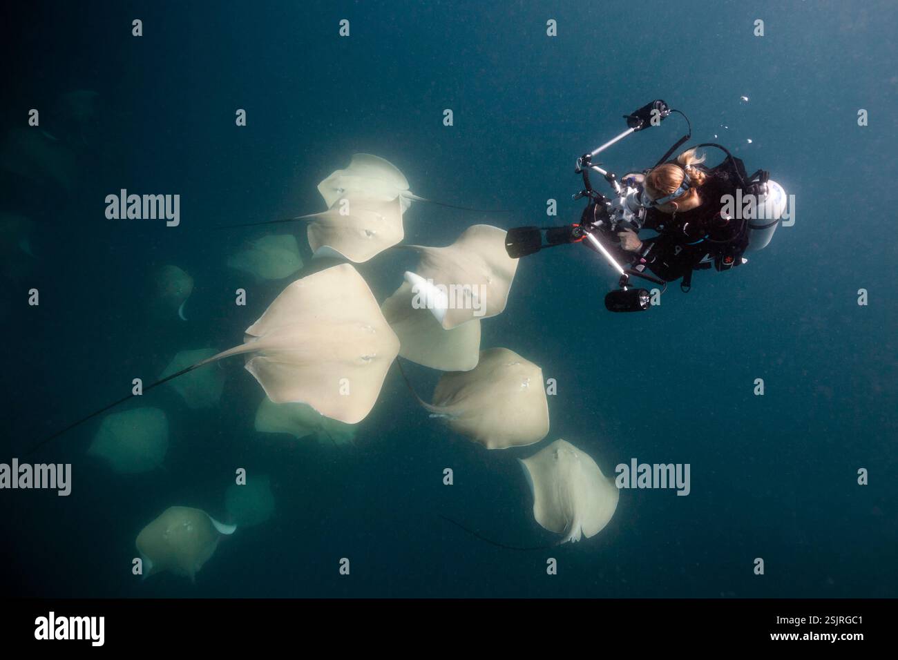 Pink Whipray and Scuba diver, Pateobatis fai, North Male Atoll, Indian ...