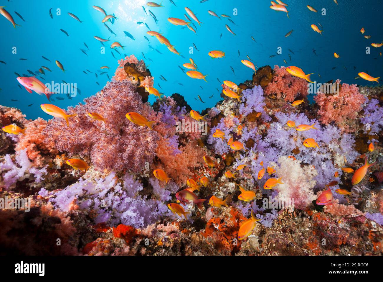 Colored Coral Reef, North Male Atoll, Indian Ocean, Maldives Stock ...