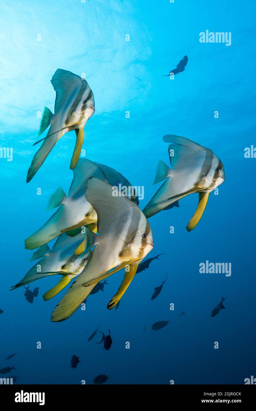 Shoal of Longfin Batfish, Platax teira, Ari Atoll, Indian Ocean ...