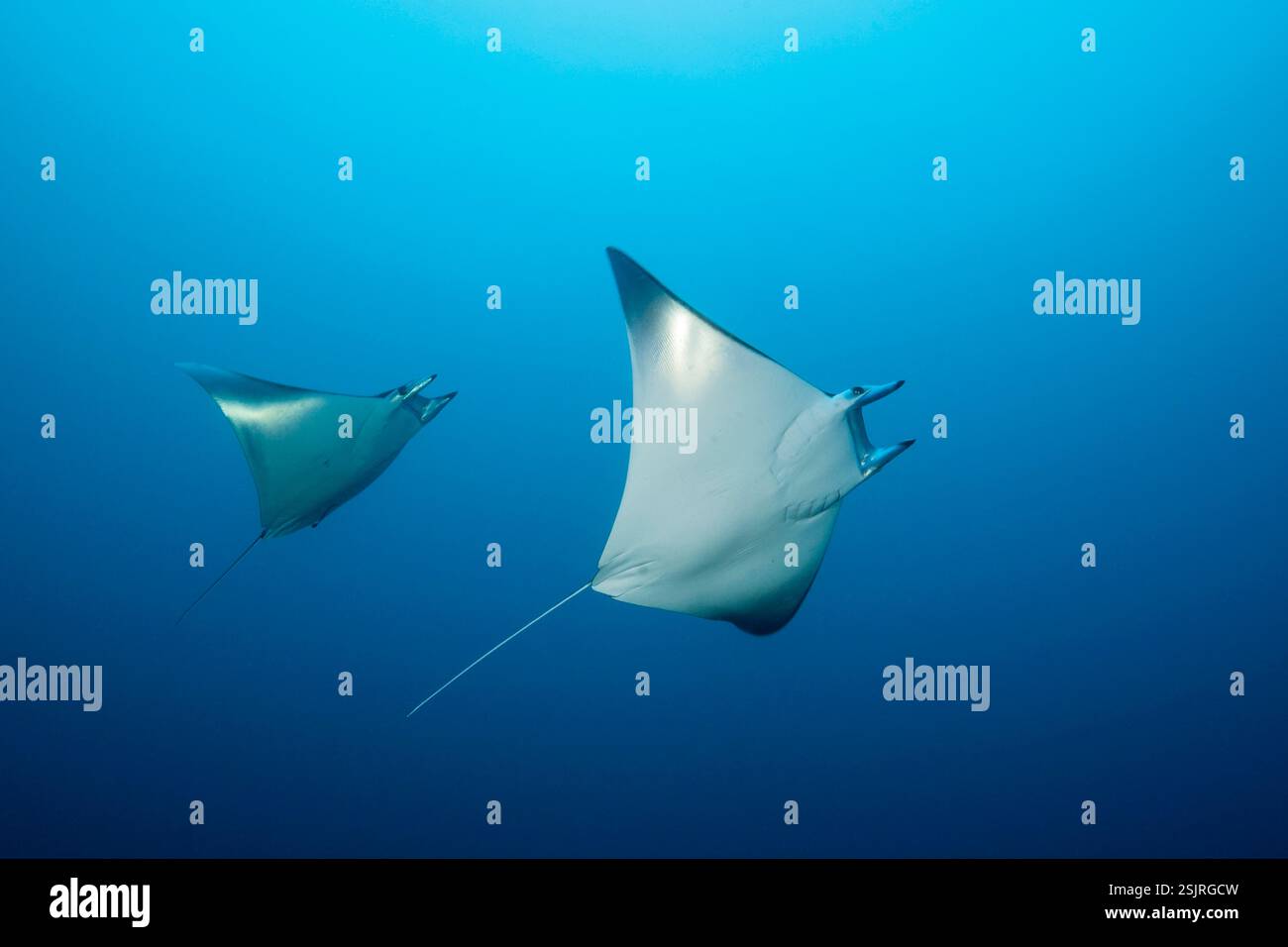 Longhorned Mobula, Mobula eregoodootenkee, Forgotten Islands, Indonesia Stock Photo - Alamy