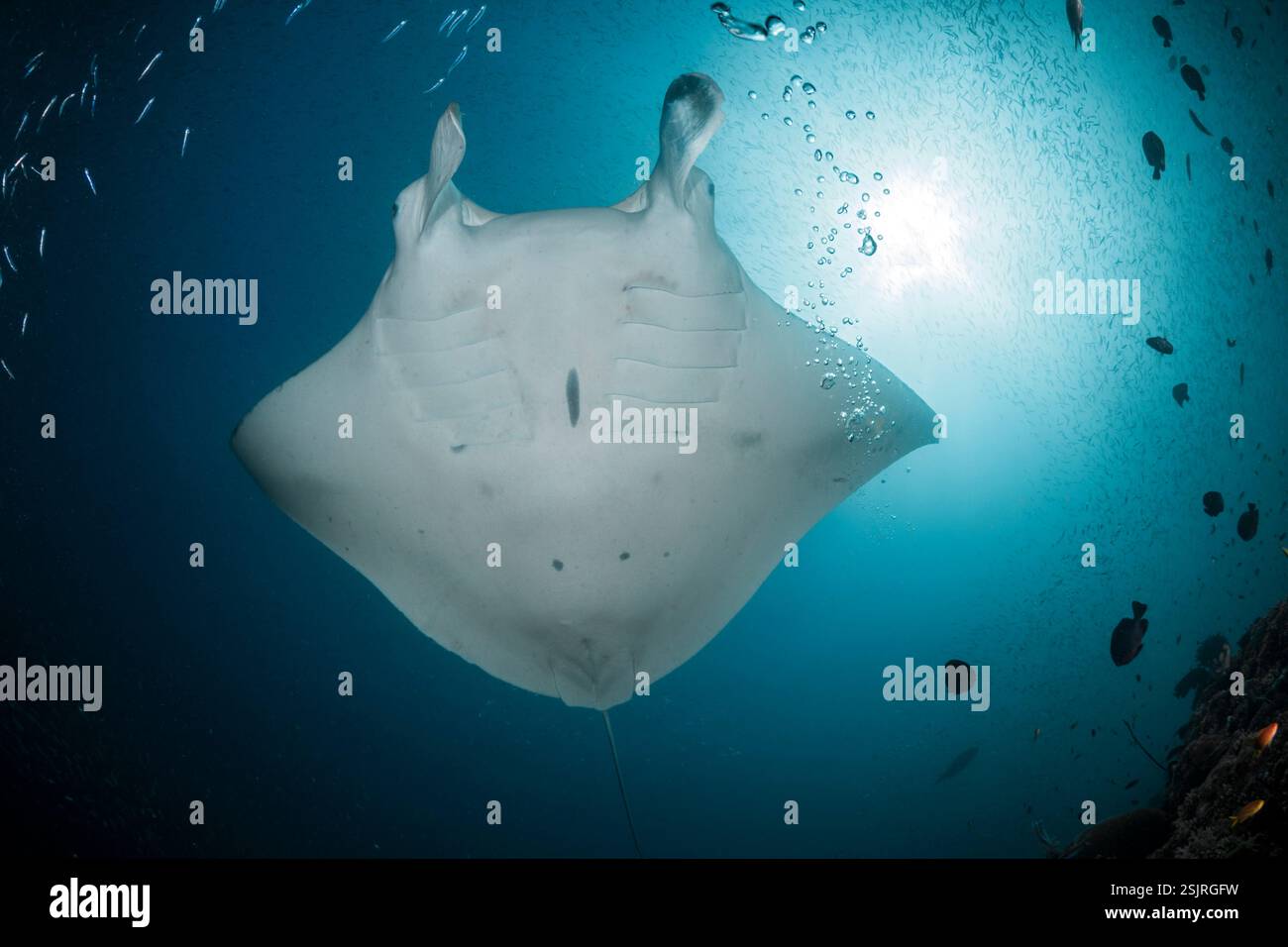 Reef Manta Ray, Manta alfredi, Raja Ampat, West Papua, Indonesia Stock ...