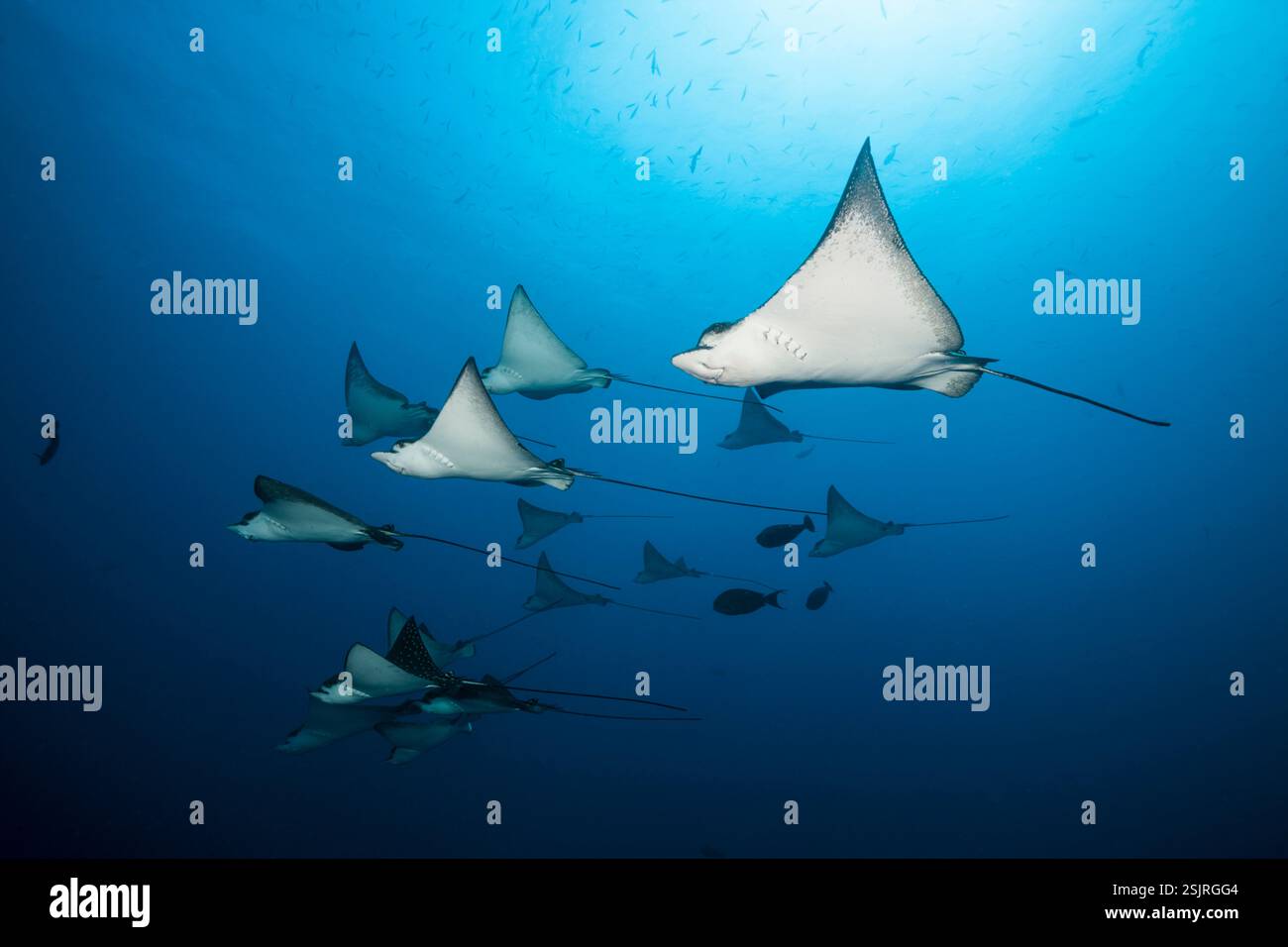 Group of Spotted Eagle Rays, Aetobatus narinari, Felidhu Atoll, Indian ...