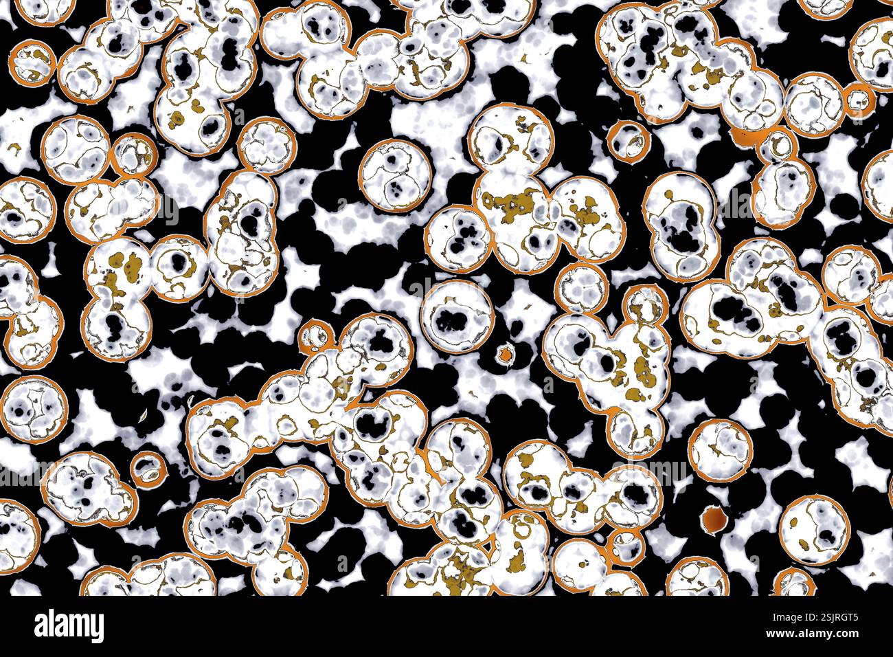 Shape of bacterial cell: cocci, bacilli, spirilla bacteria background ...