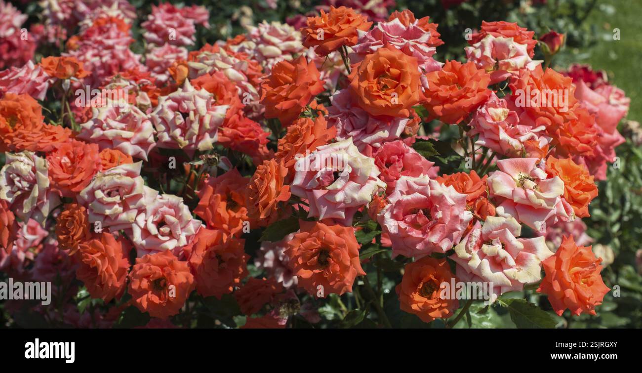 Blooming beautiful bunch of roses in spring garden Stock Photo - Alamy