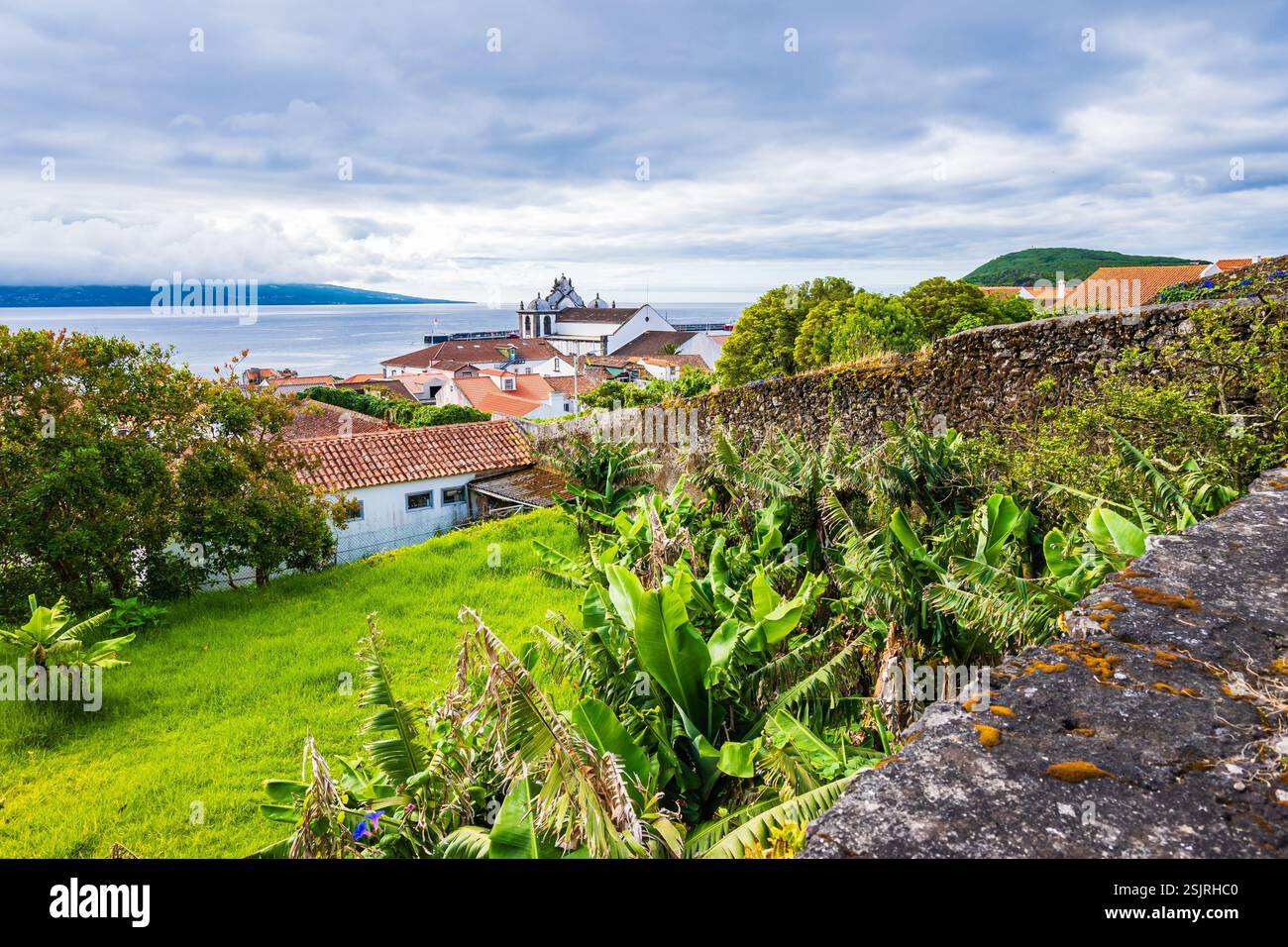 View of green plants and flowers near Horta town, Faial island, Azores ...