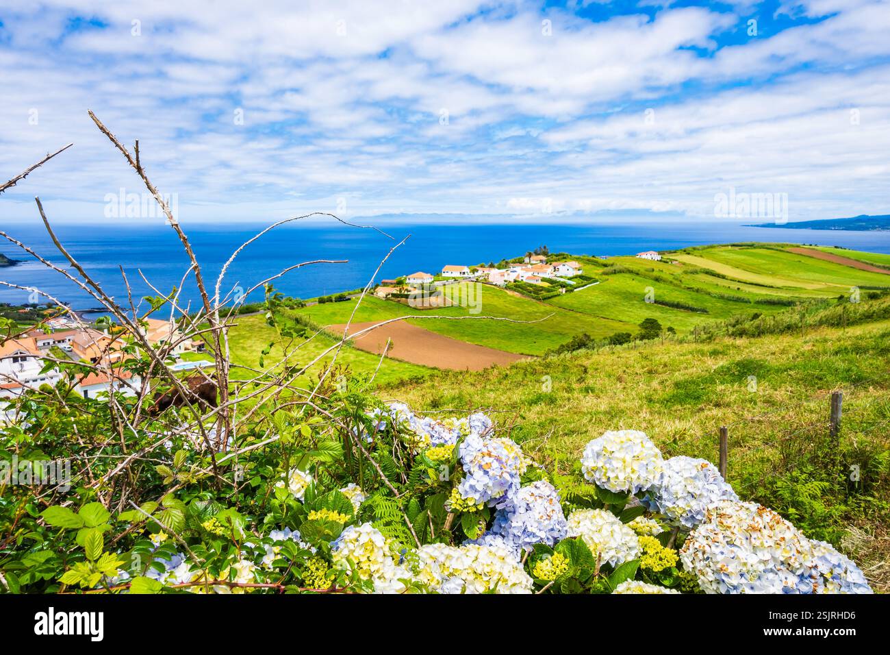 Flowers in foreground with rural tropical landscape and blue ocean in ...