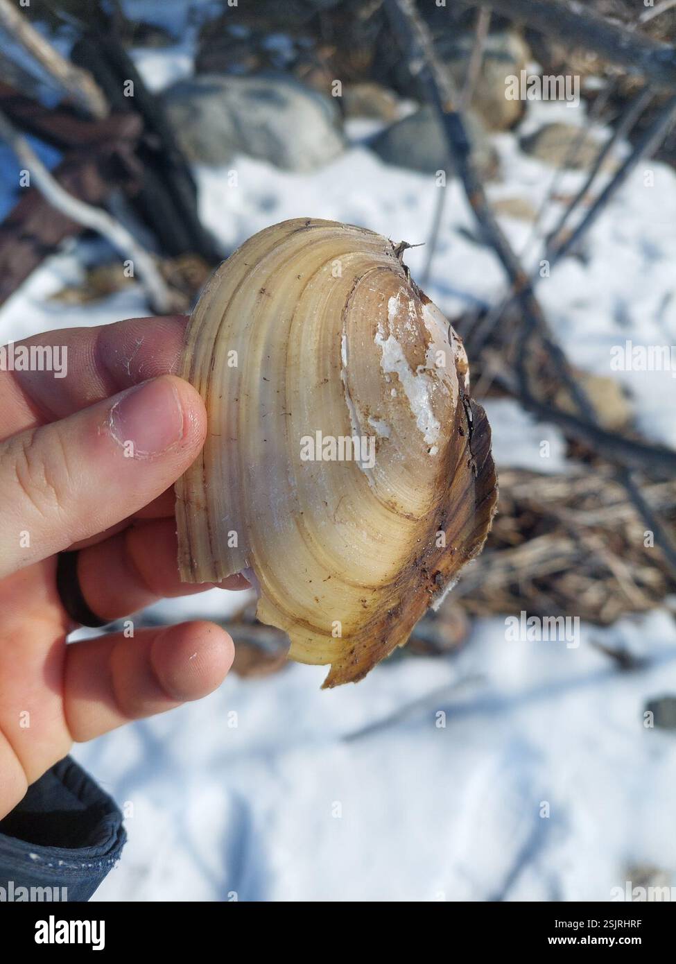 Fragile Papershell (Potamilus fragilis), Mollusca, Lake Huron, CA-ON ...