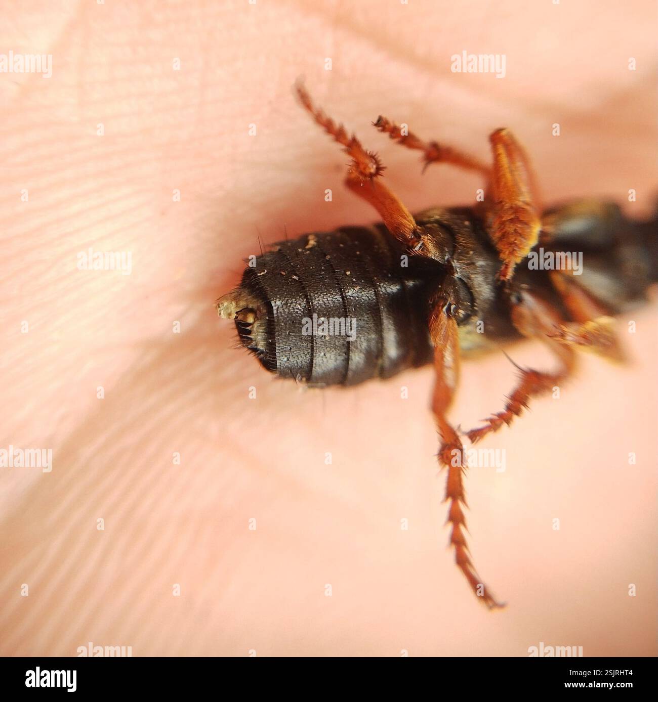 (Staphylinus caesareus), Insecta, Kosanin dol, Pancharevo, Bulgaria ...