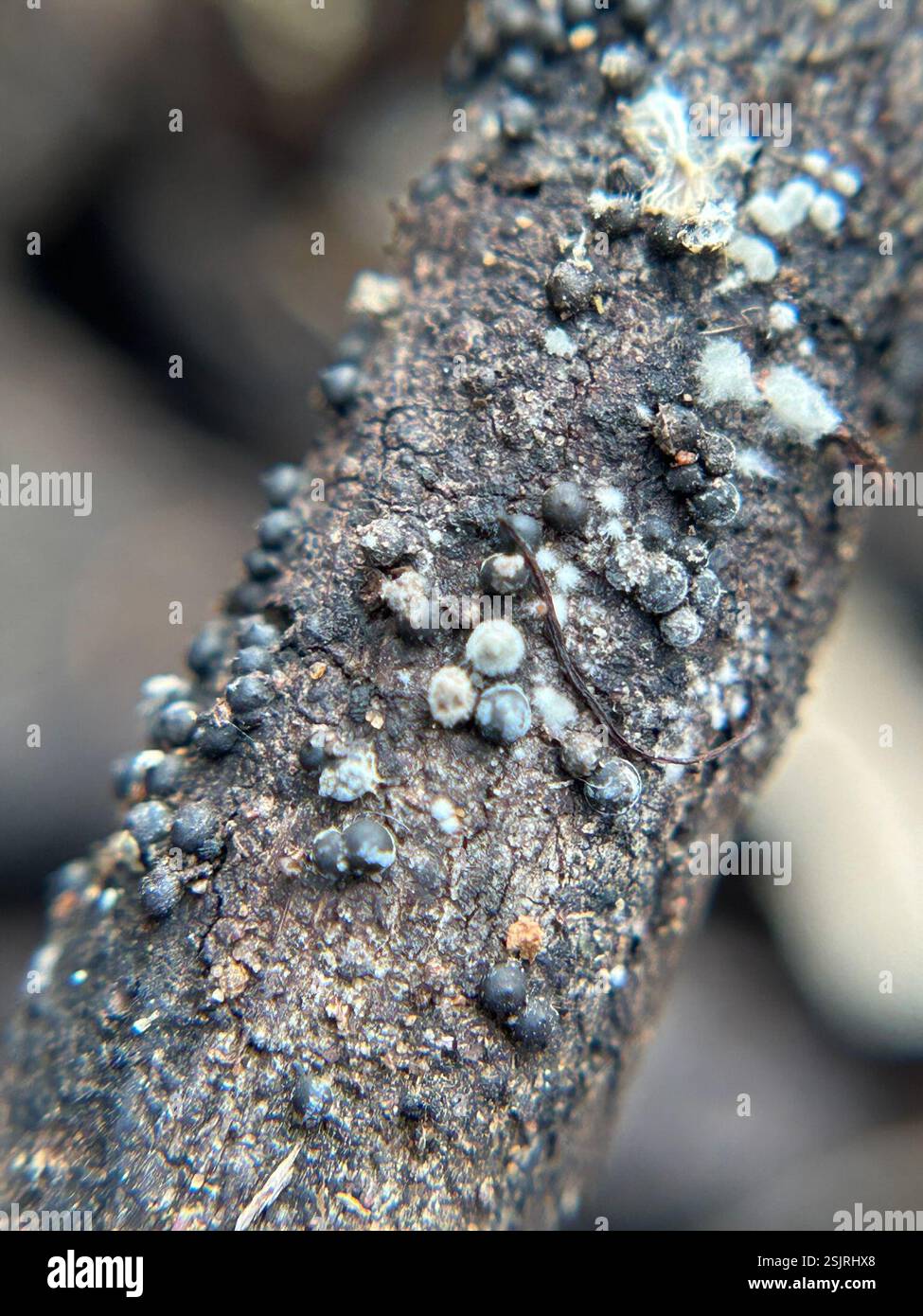 (Rosellinia), Fungi, Highland Dr, Los Osos, CA, US Stock Photo - Alamy