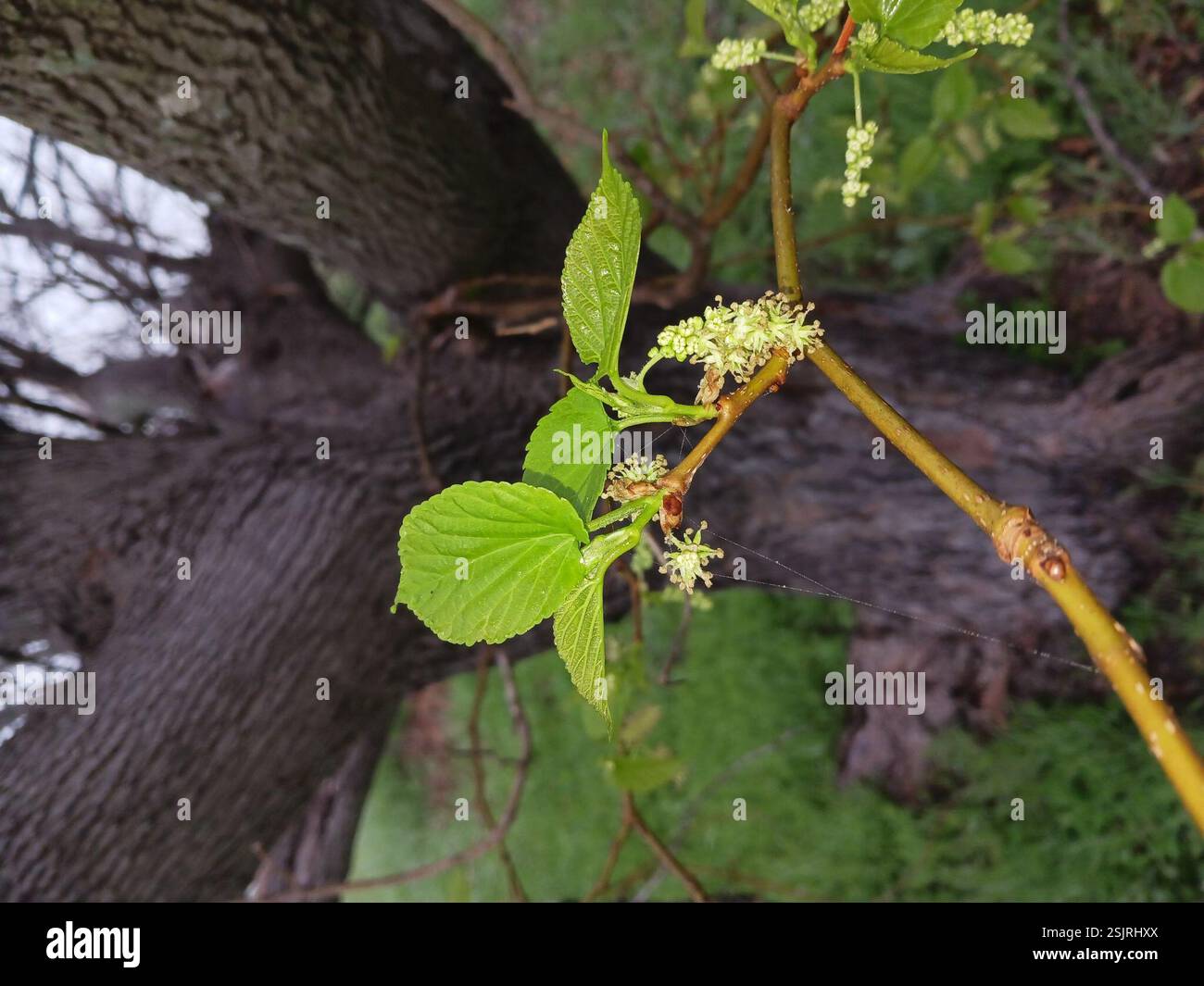 red mulberry (Morus rubra), Plantae, 76262 Stock Photo - Alamy