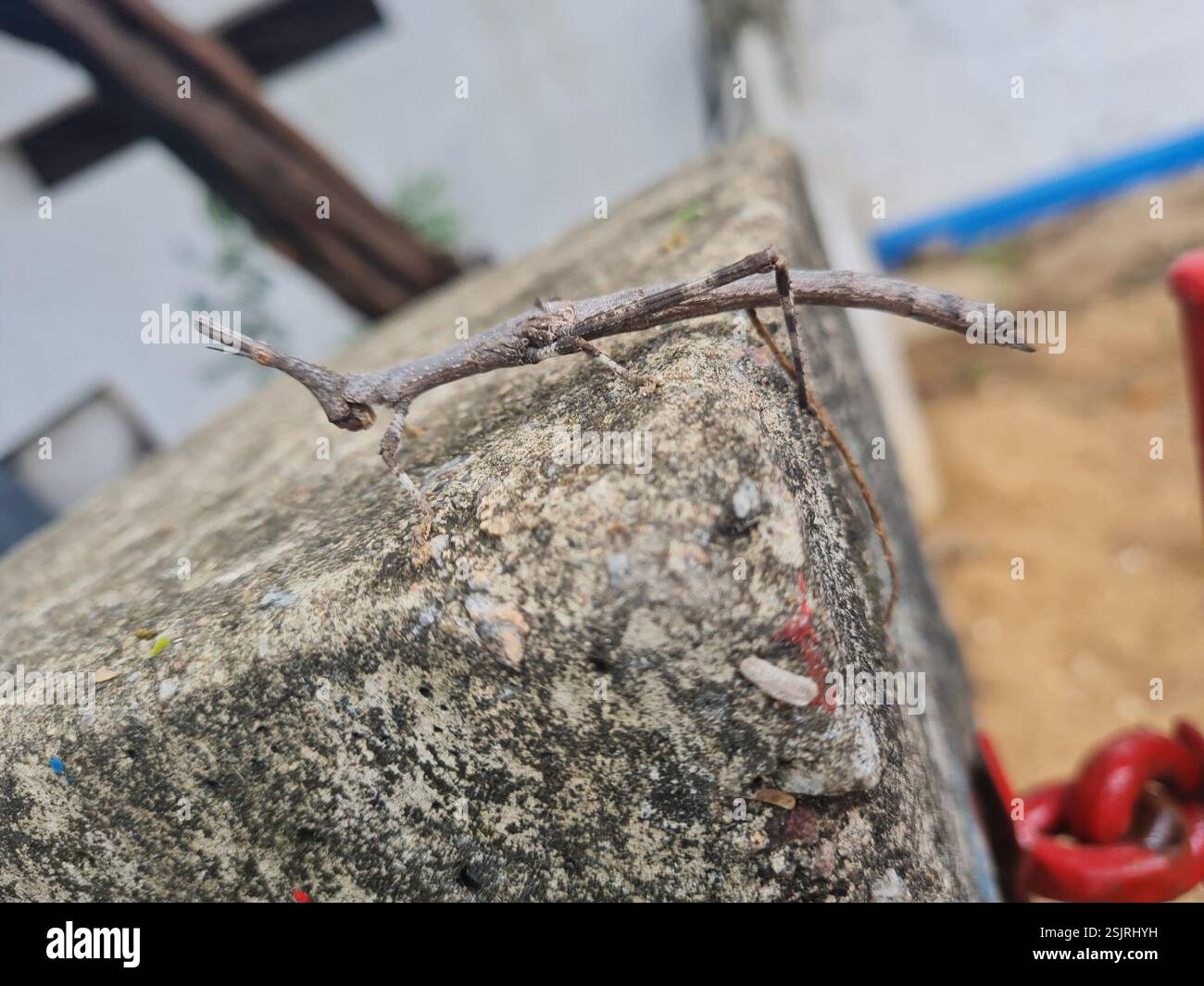 Jumping Sticks (Stiphra), Insecta, Santa Teresinha Stock Photo - Alamy