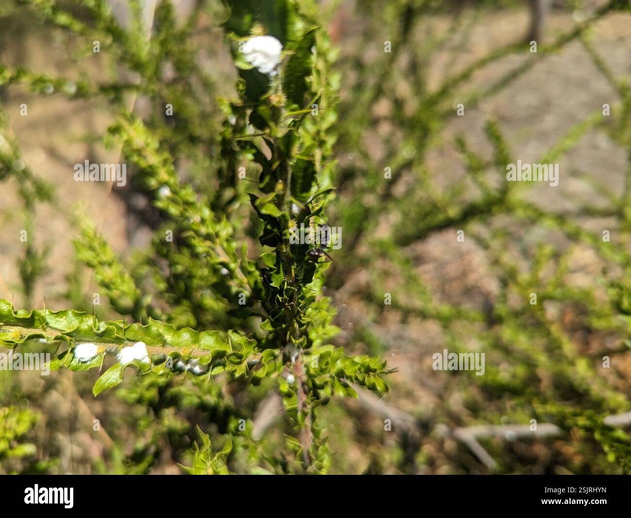 Kangaroo thorn (Acacia paradoxa), Plantae, Greenvale VIC 3059 ...