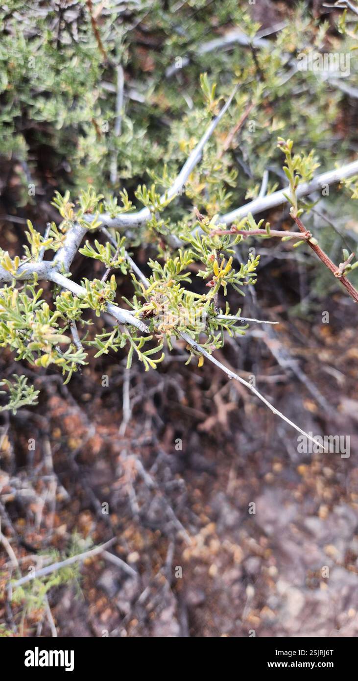 Littleleaf Rhatany (Krameria erecta), Plantae, Loreto, MX-BS, MX Stock ...