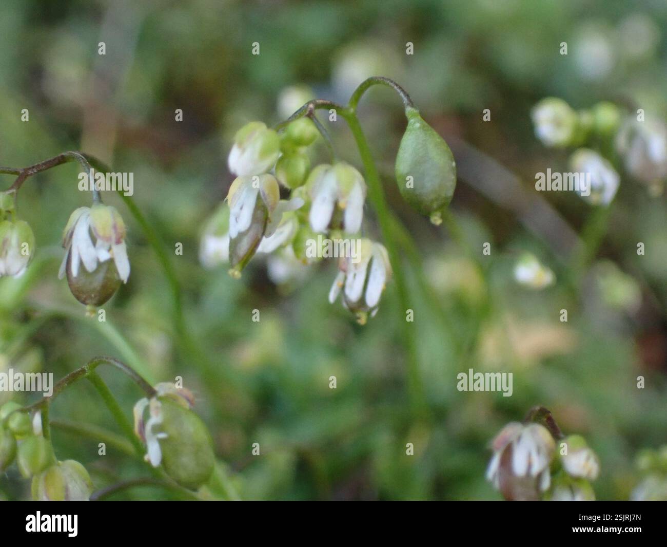 Common Whitlowgrass (Draba verna), Plantae, Fairfield, Victoria, BC ...