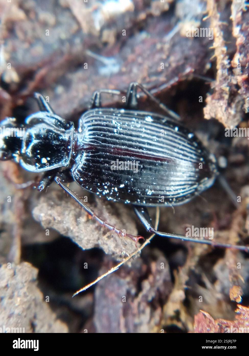 (Limodromus assimilis), Insecta, 38590 Saint-Étienne-de-Saint-Geoirs ...